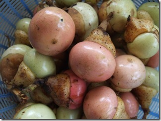 Sarawak Lens: Buah engkala season again! YUM!